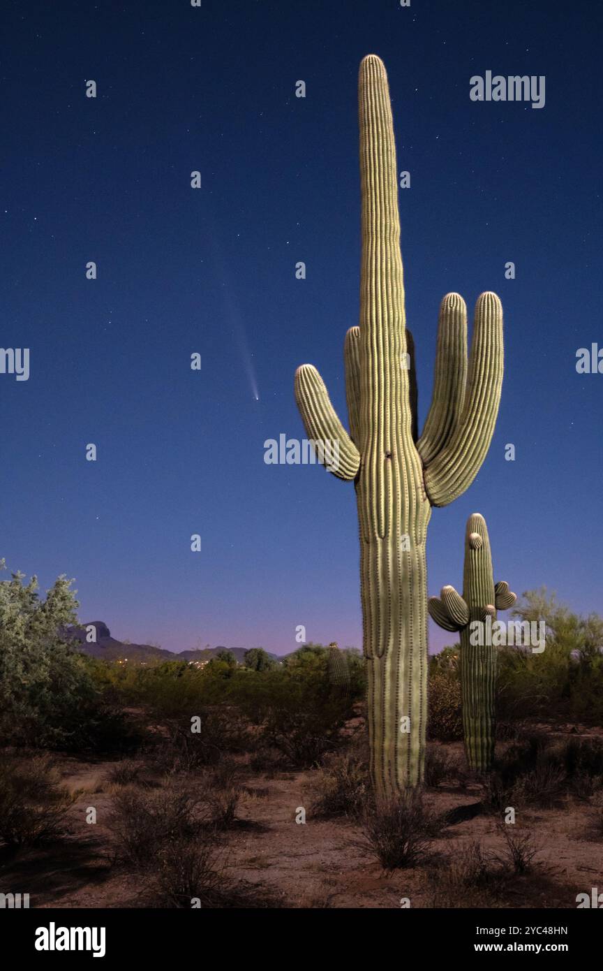 Comet C/2023 A3 (Tsuchinshan-ATLAS) over the Arizona desert Stock Photo ...