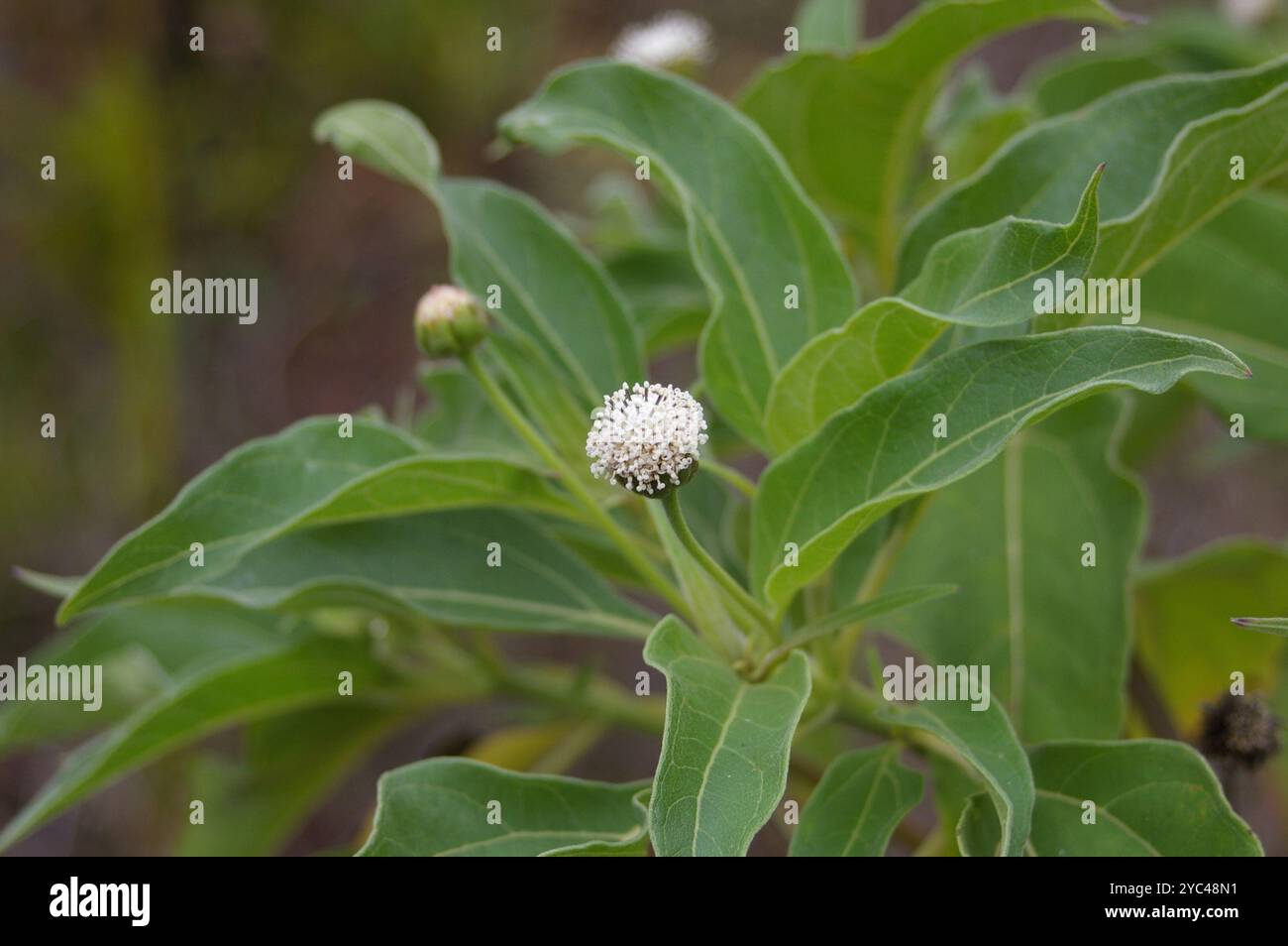(Scalesia pedunculata) Plantae Stock Photo - Alamy