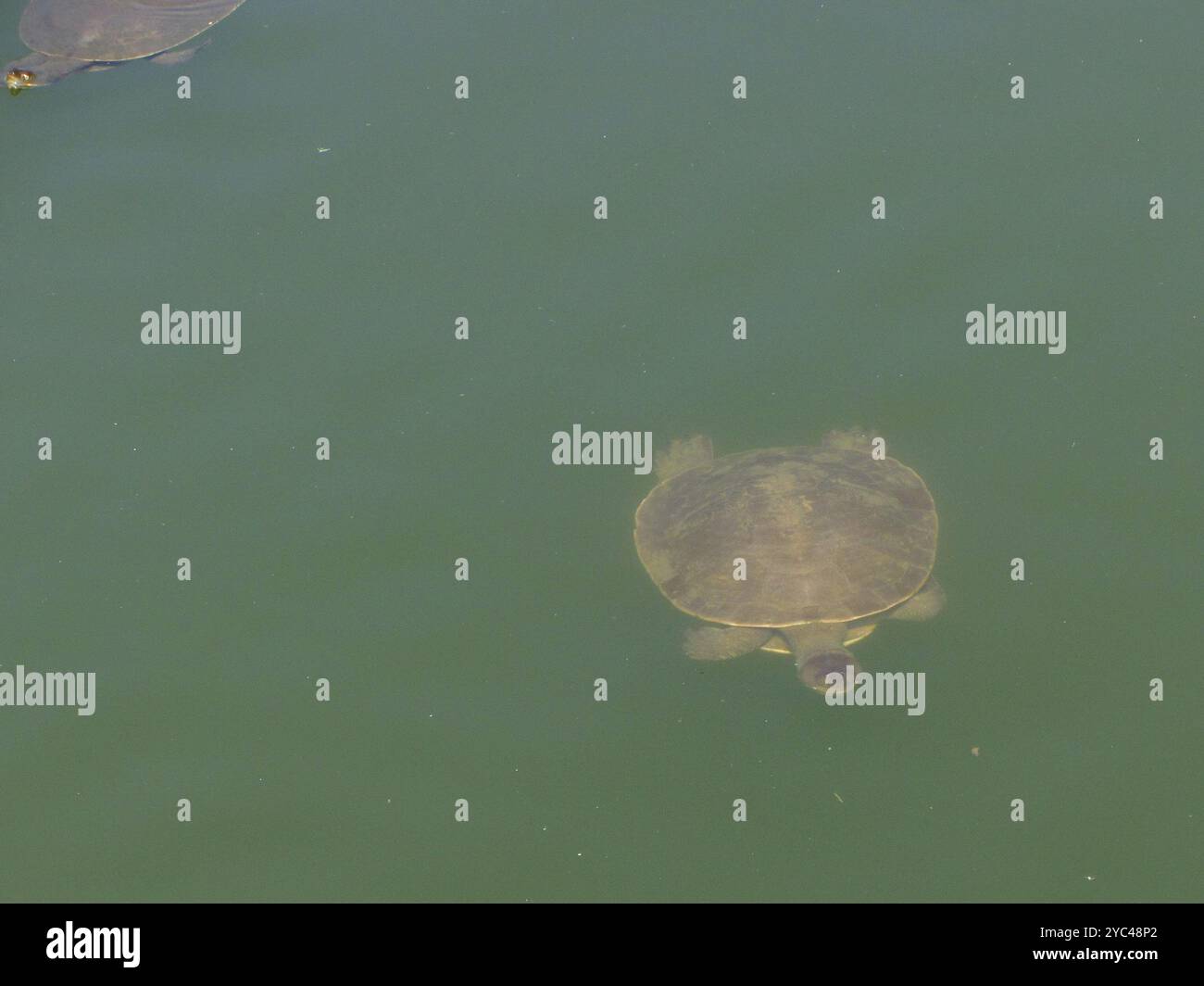 Eastern Short-necked Turtle (Emydura macquarii) Reptilia Stock Photo ...
