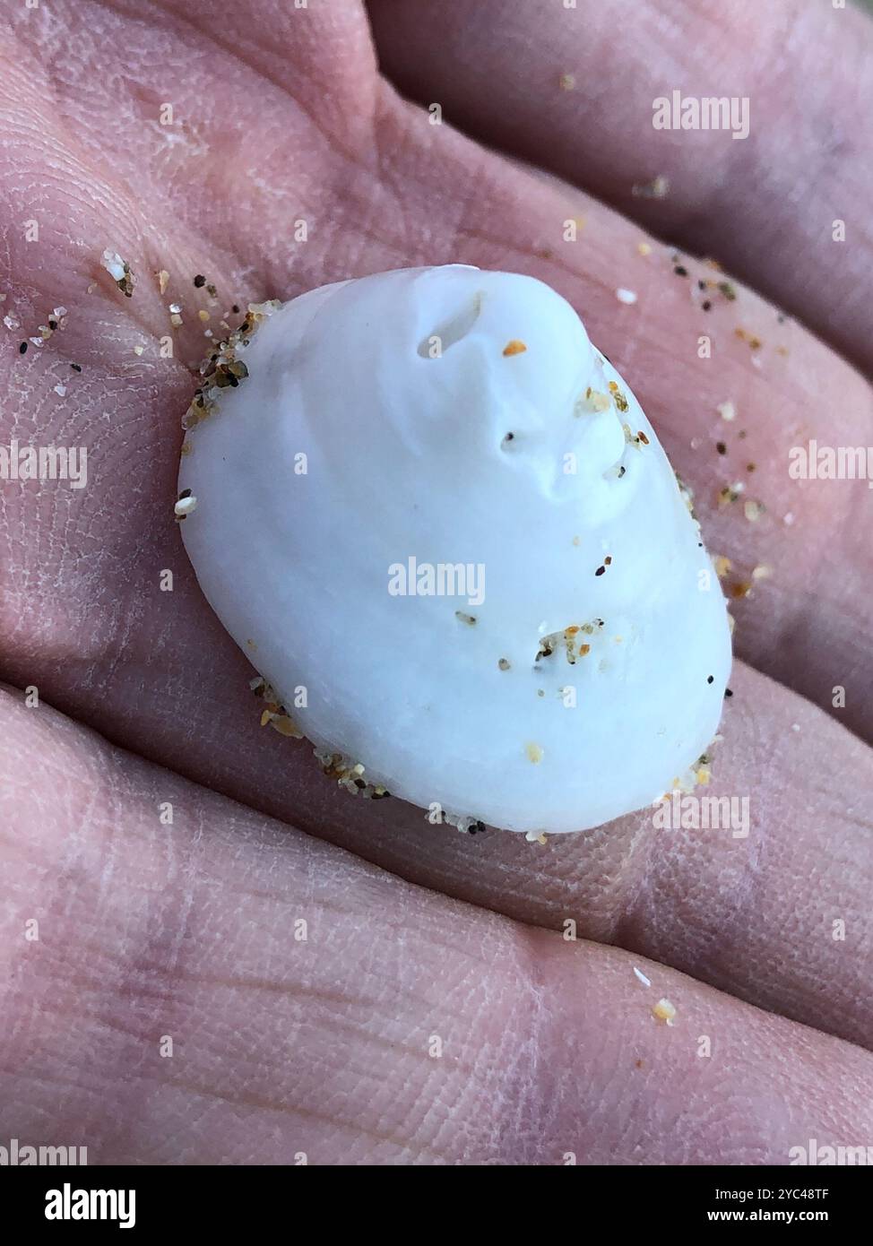 Whitecap Limpet (Acmaea mitra) Mollusca Stock Photo - Alamy