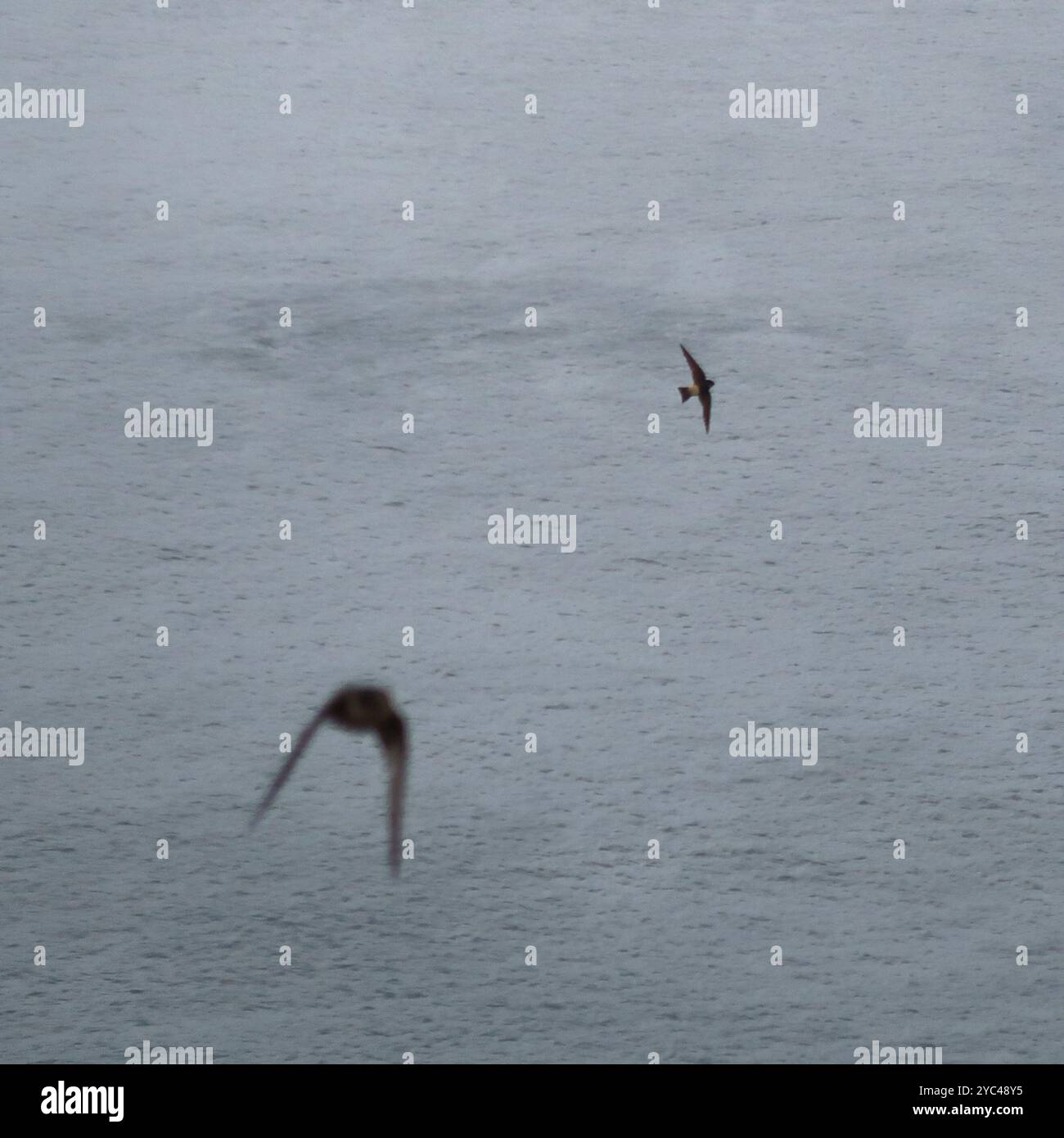 Tree Martin (Petrochelidon nigricans) Aves Stock Photo - Alamy