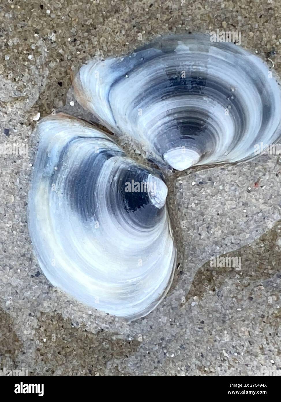 Baltic Macoma (Macoma balthica) Mollusca Stock Photo - Alamy