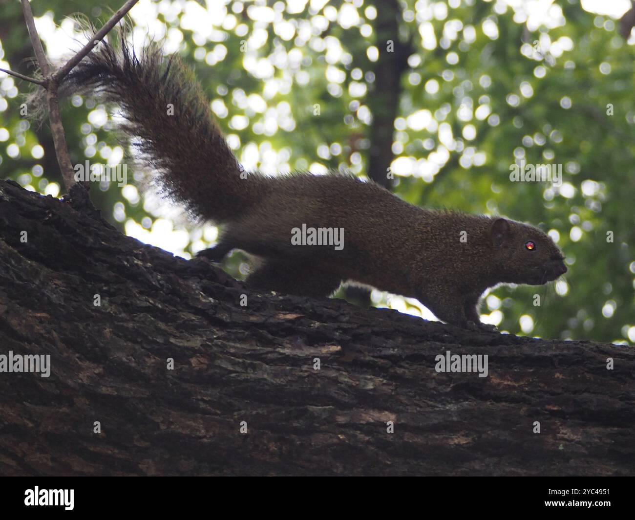 Taiwan Squirrel (Callosciurus erythraeus thaiwanensis) Mammalia Stock ...