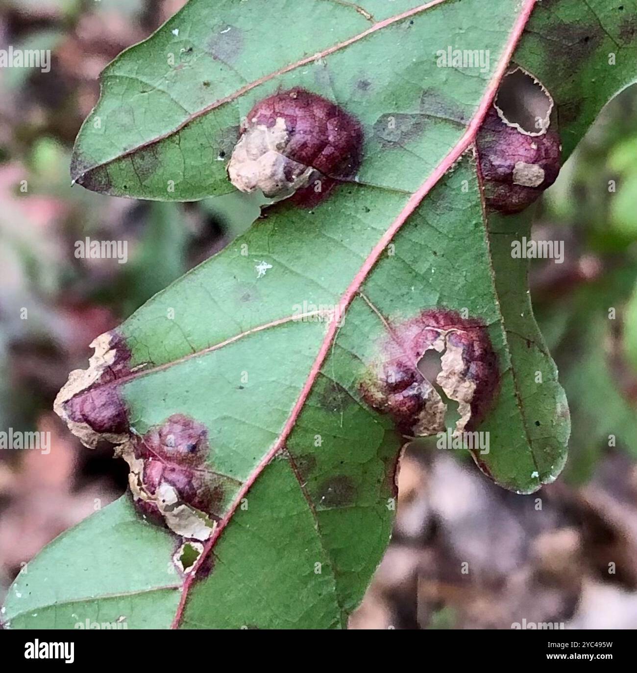 Oak Leaf Blister (Taphrina caerulescens) Fungi Stock Photo - Alamy