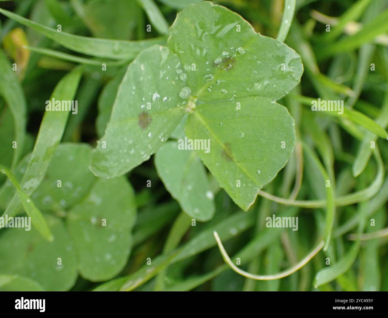 Spotted medick (Medicago arabica) Plantae Stock Photo - Alamy