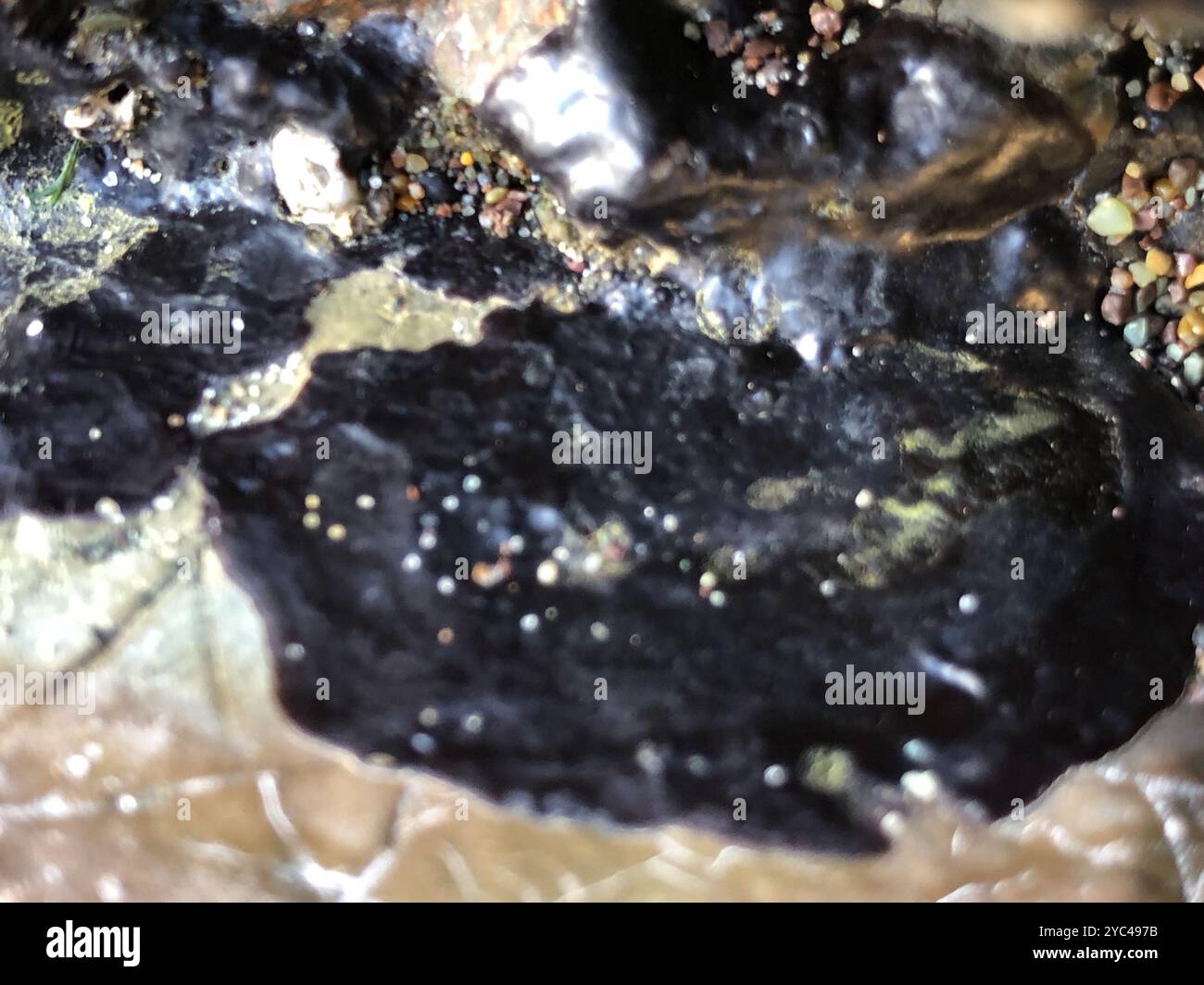 green spongy cushion (Codium setchellii) Plantae Stock Photo - Alamy