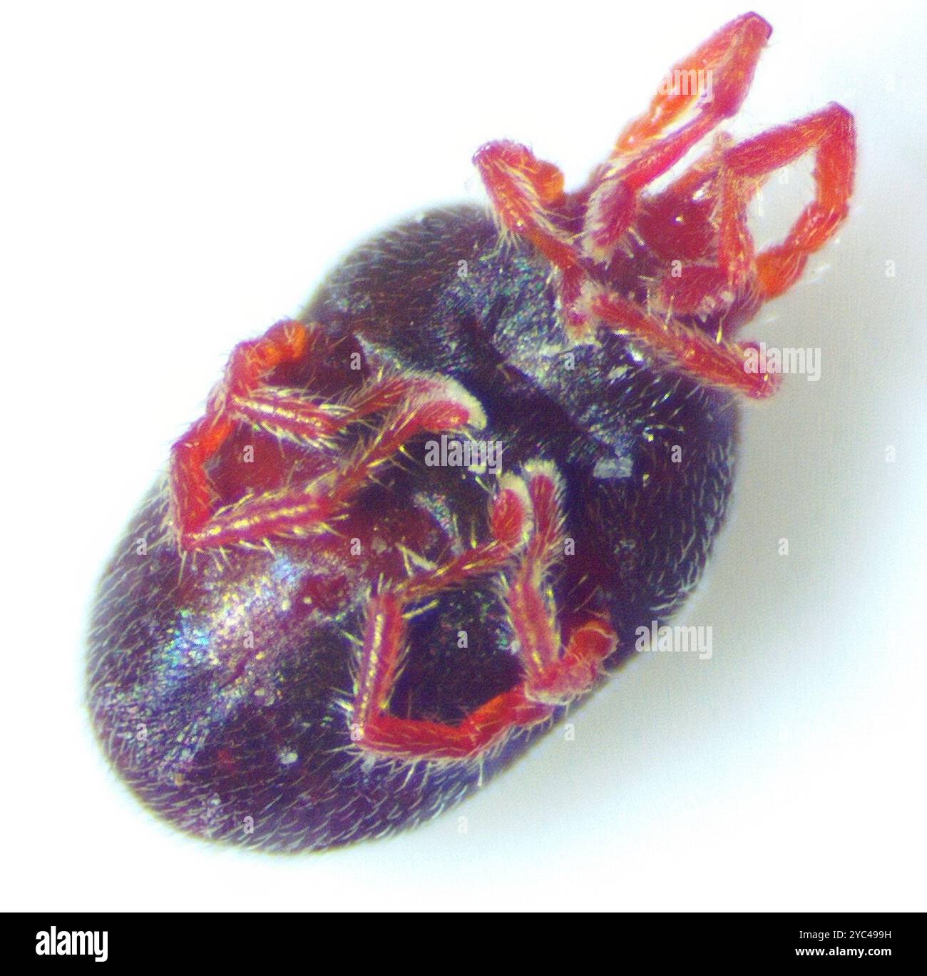 Sidewalk Mites (Balaustium) Arachnida Stock Photo - Alamy