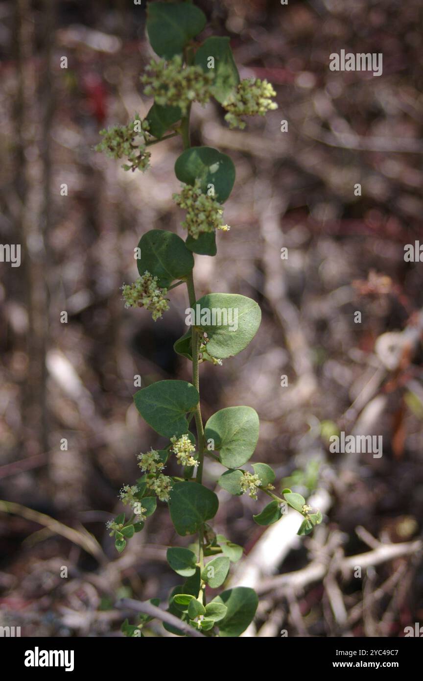salt bush (Cryptocarpus pyriformis) Plantae Stock Photo - Alamy