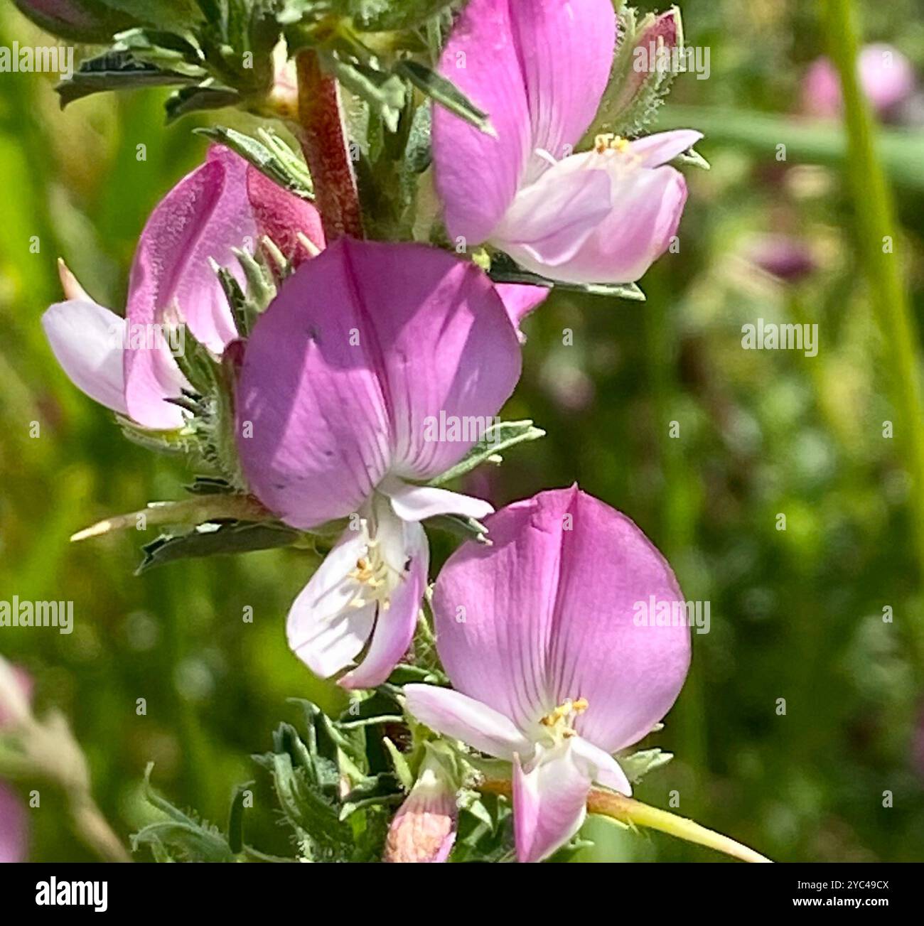 common restharrow (Ononis spinosa procurrens) Plantae Stock Photo - Alamy