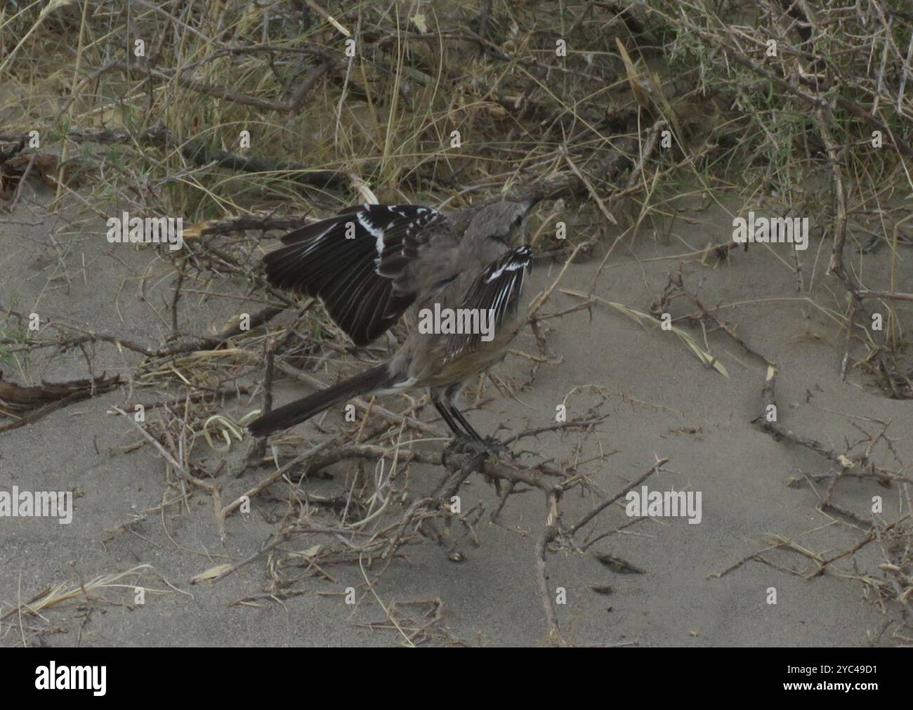 Patagonian Mockingbird (Mimus patagonicus) Aves Stock Photo - Alamy