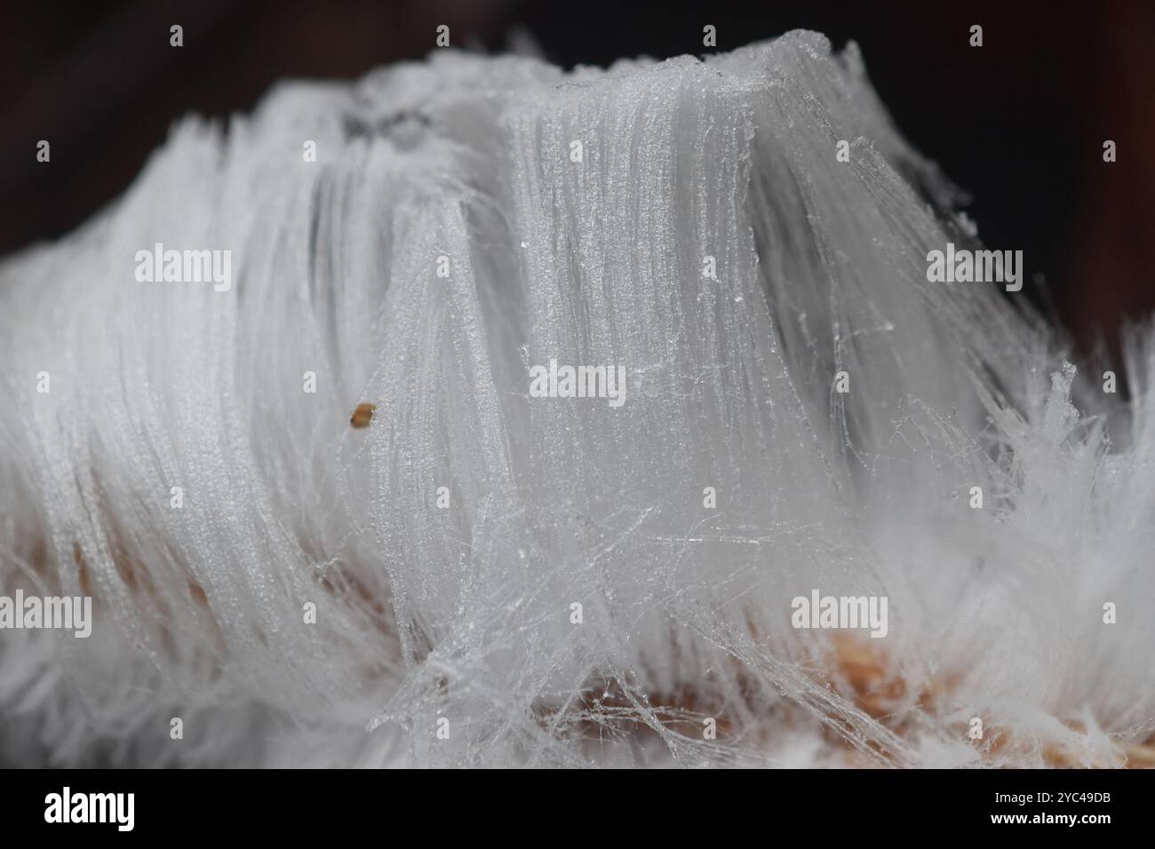 Hair Ice (Exidiopsis effusa) Fungi Stock Photo - Alamy