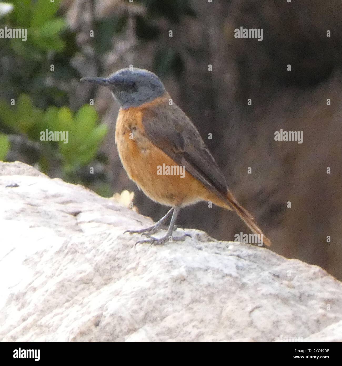 Cape Rock-Thrush (Monticola rupestris) Aves Stock Photo - Alamy