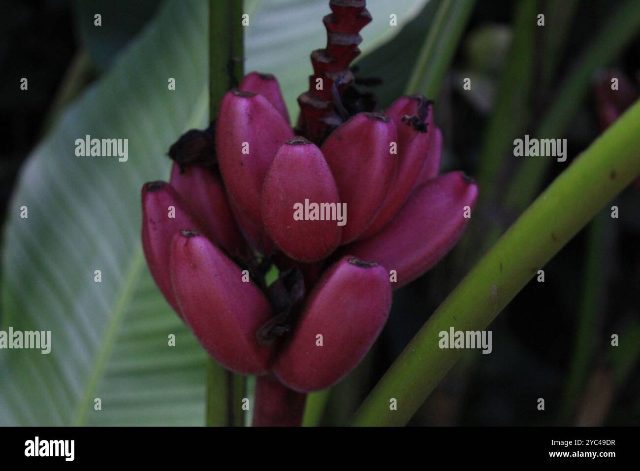 Pink Banana (Musa velutina) Plantae Stock Photo - Alamy