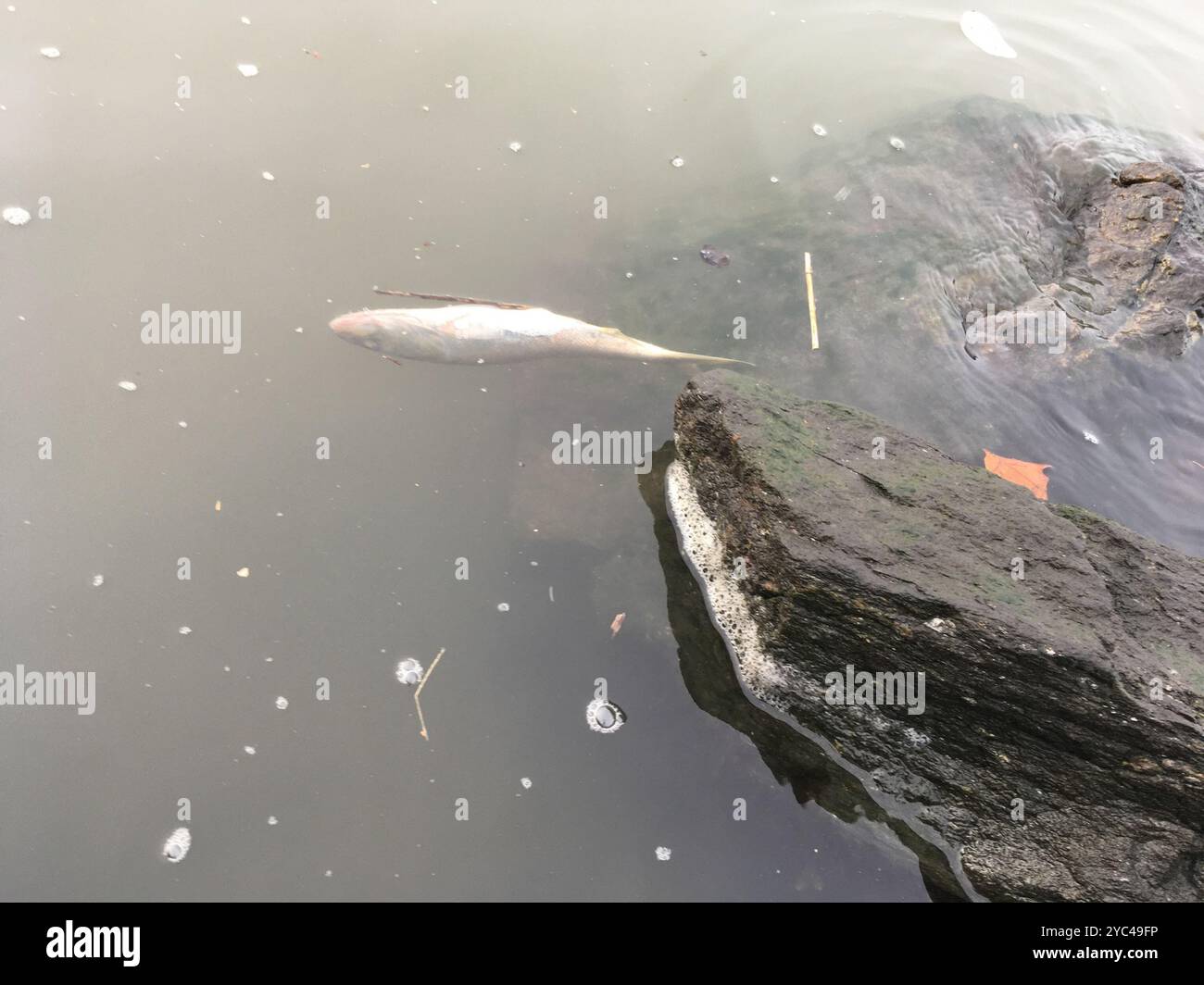 Ray-finned Fishes (Actinopterygii) Actinopterygii Stock Photo - Alamy