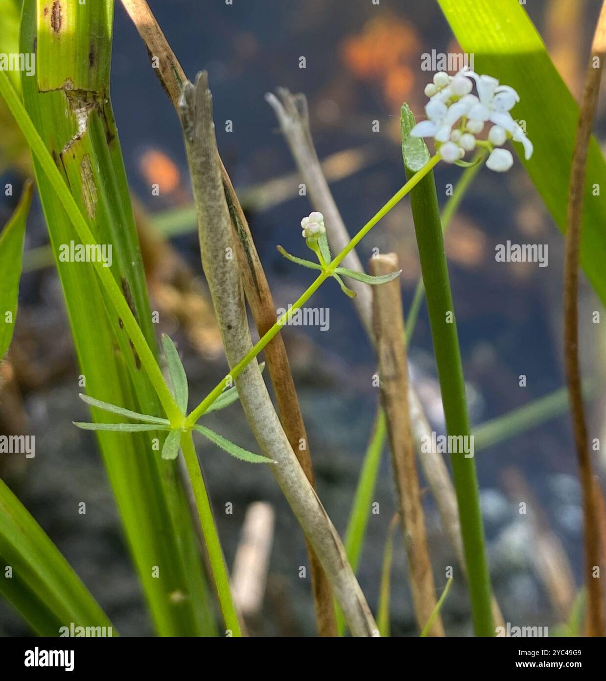 Common Marsh-bedstraw (Galium palustre) Plantae Stock Photo - Alamy