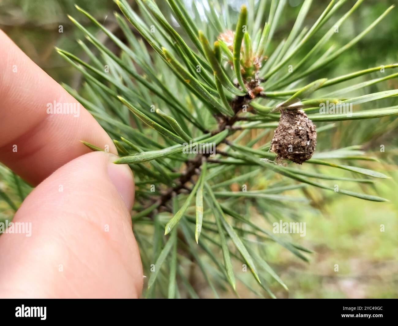Spiny-legged Sac Spiders (Liocranidae) Arachnida Stock Photo - Alamy