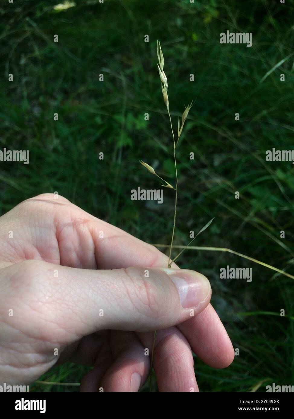 Flattened Oatgrass (Danthonia compressa) Plantae Stock Photo - Alamy