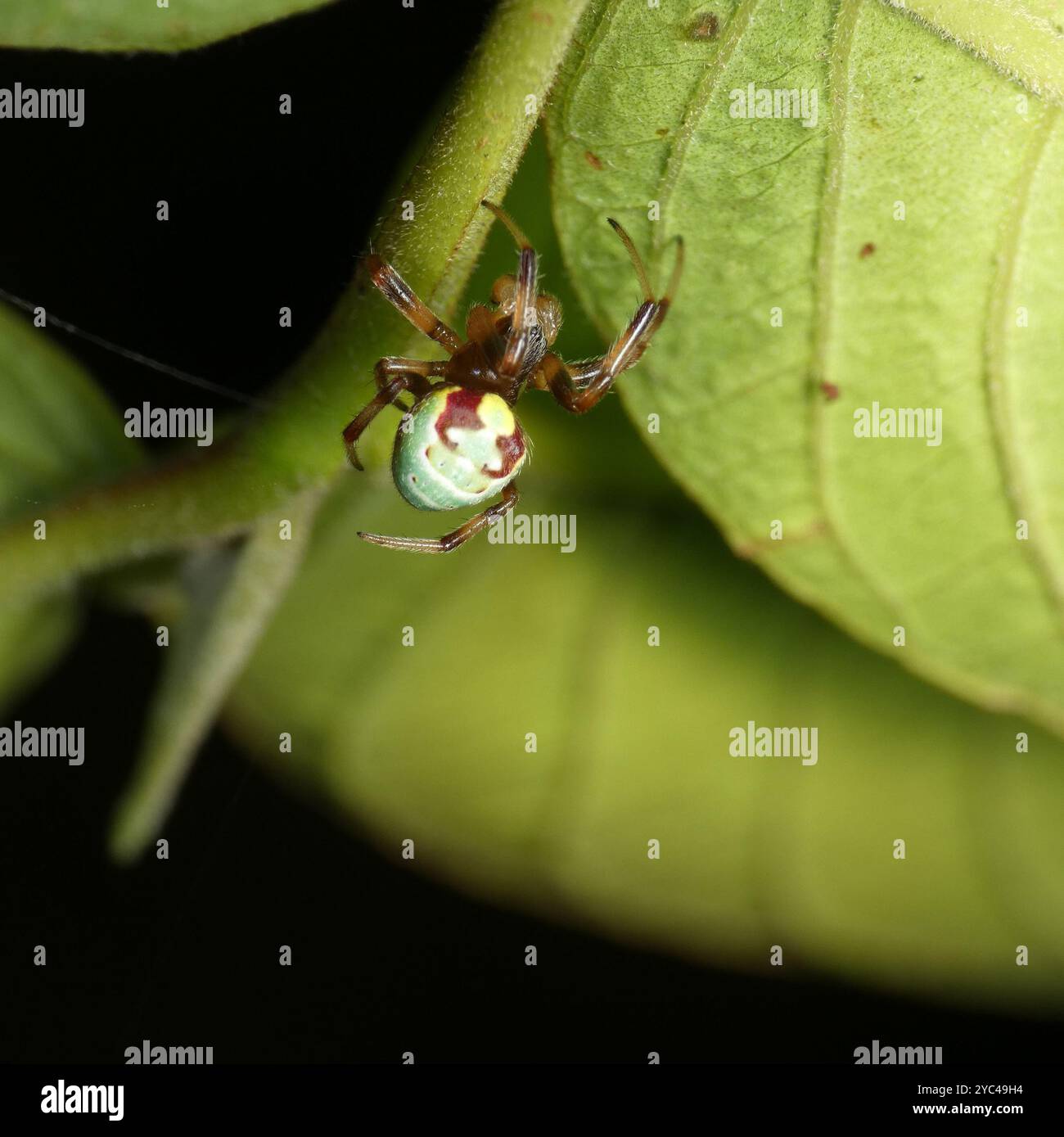 Araneus apricus hi-res stock photography and images - Alamy