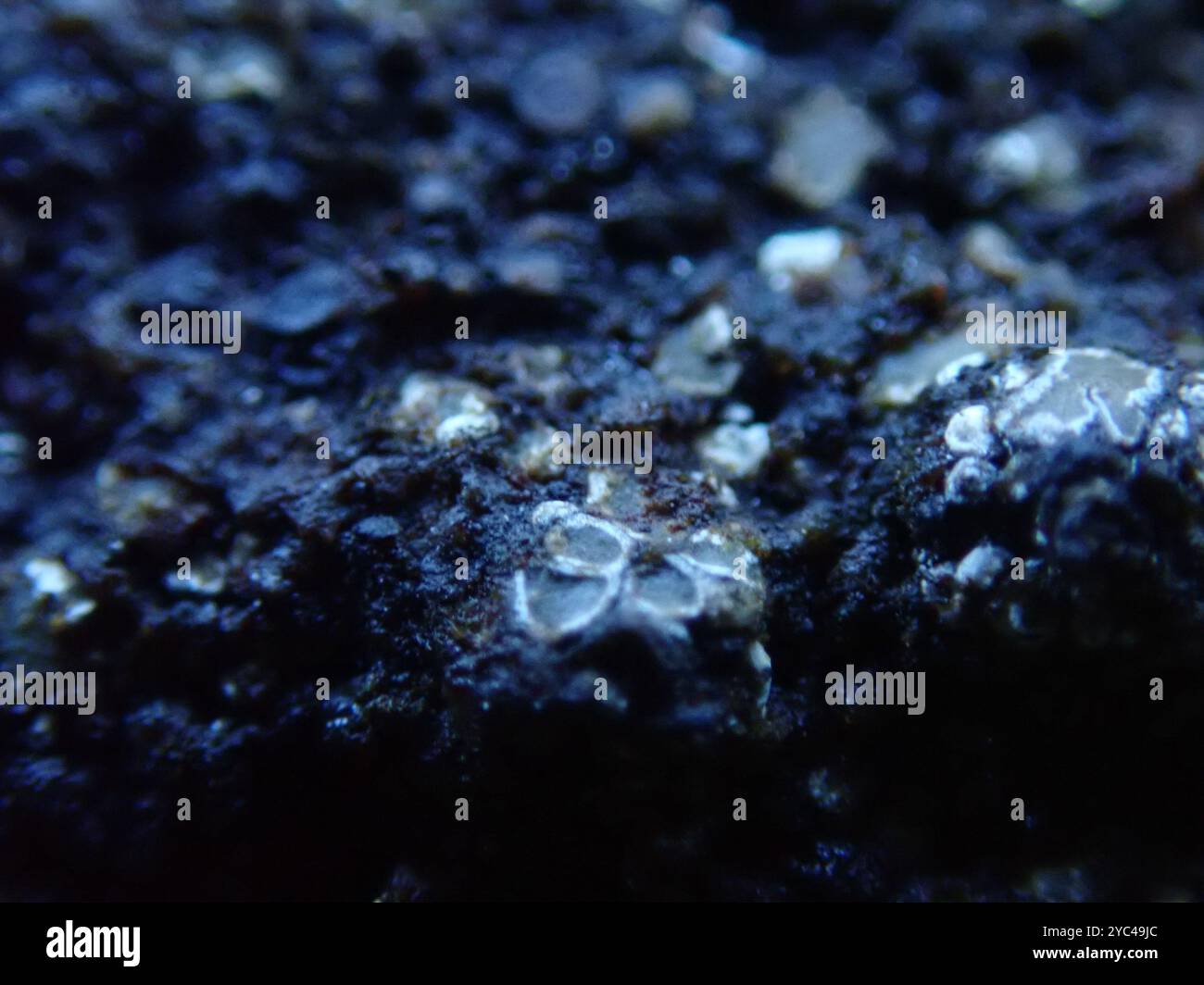 Tile Lichens (Lecidea) Fungi Stock Photo - Alamy