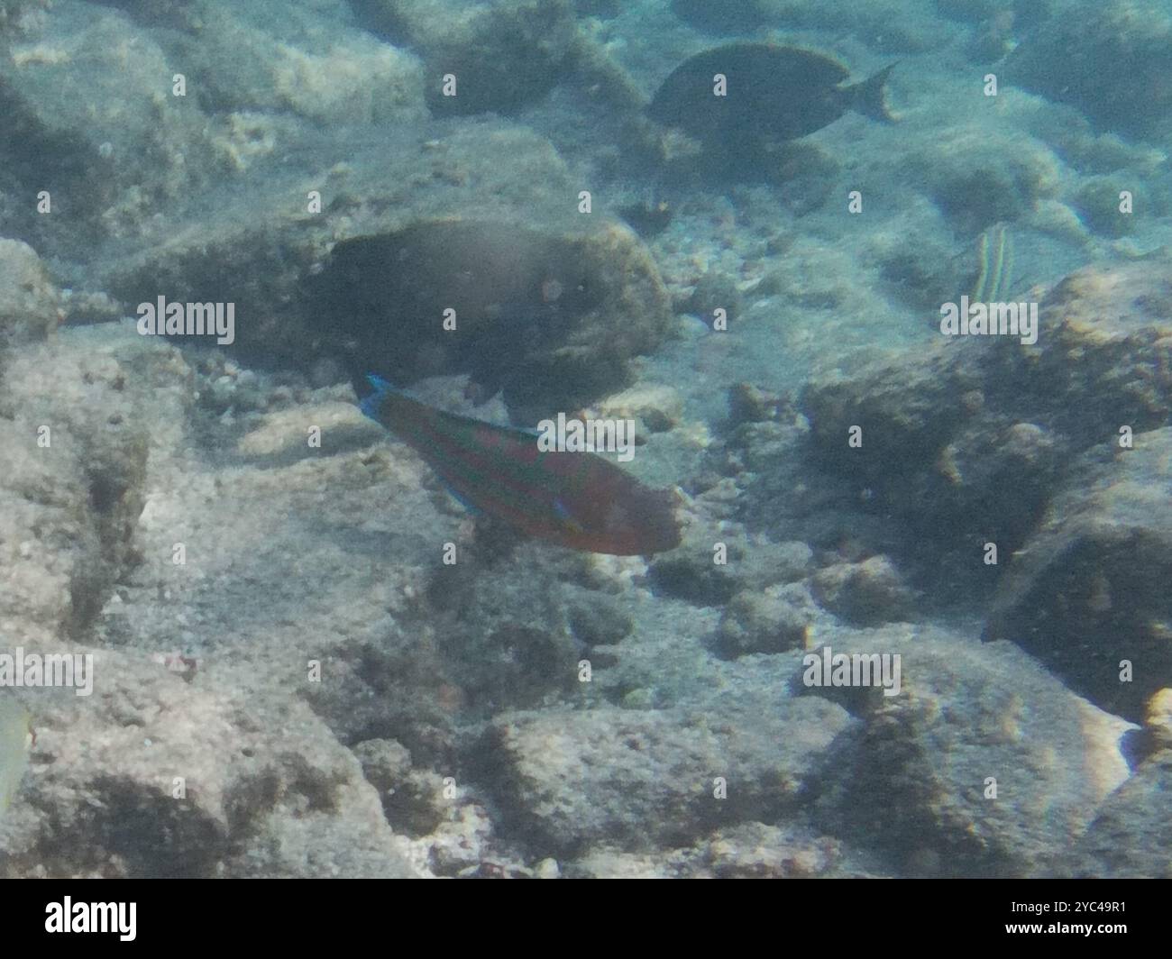 Christmas Wrasse (Thalassoma trilobatum) Actinopterygii Stock Photo - Alamy