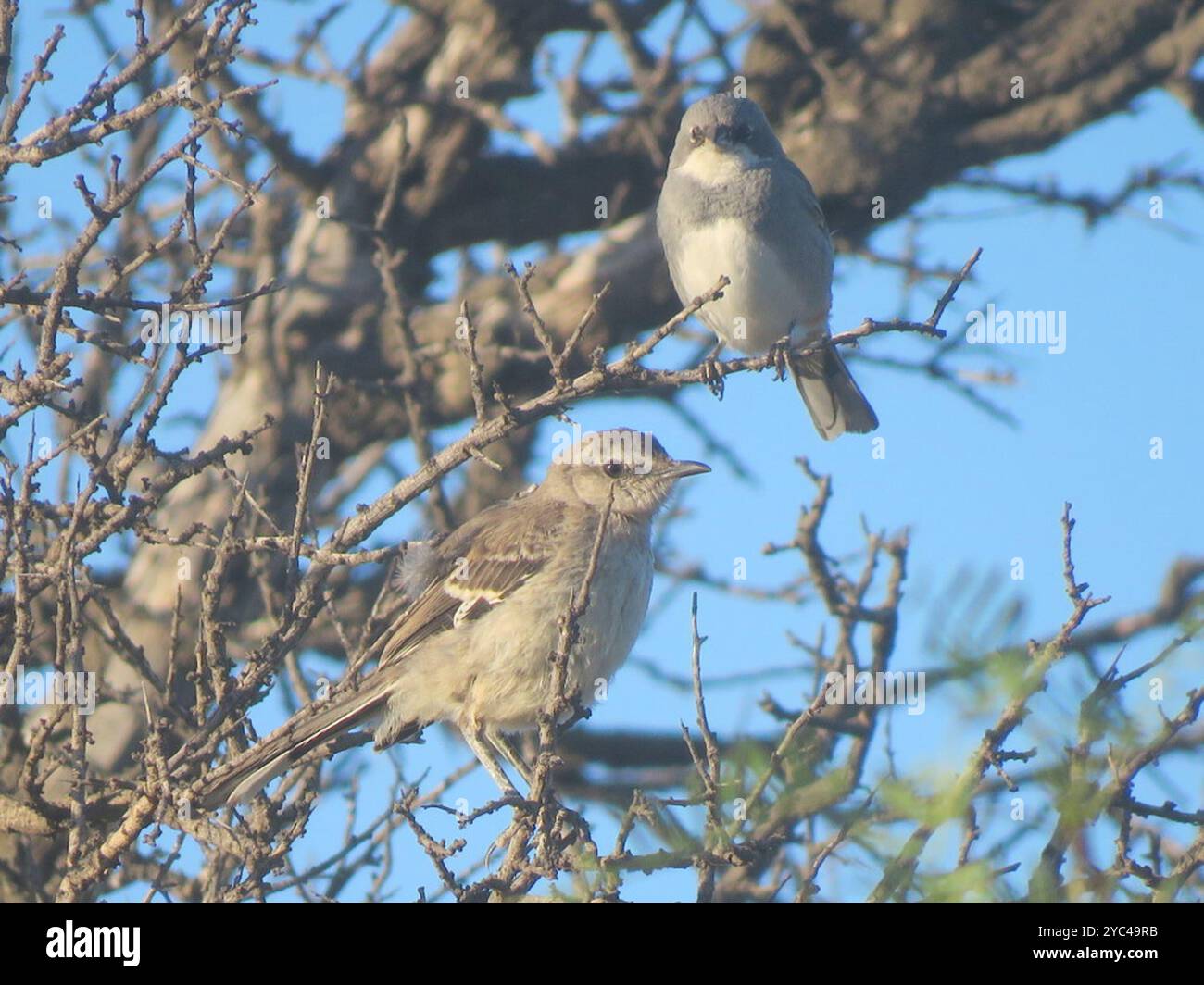 Patagonian Mockingbird (Mimus patagonicus) Aves Stock Photo - Alamy