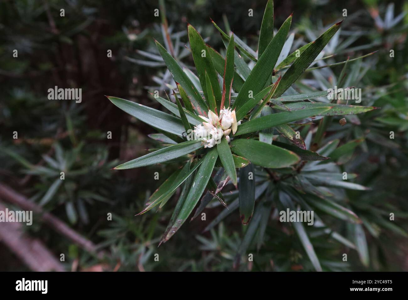 (Cyathodes platystoma) Plantae Stock Photo - Alamy