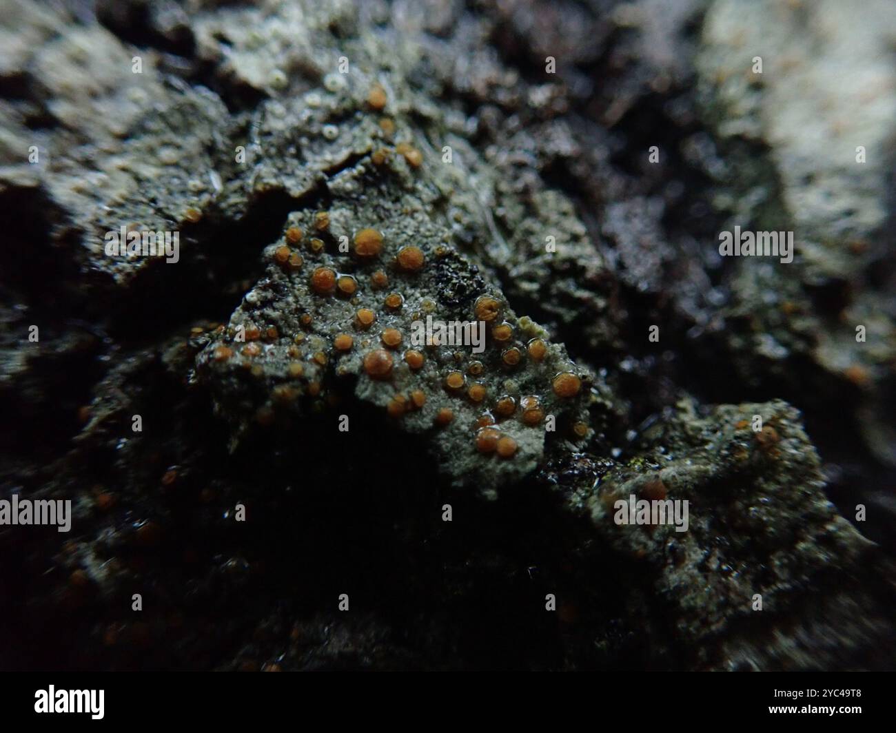 Ascomycete Fungi (Ascomycota) Fungi Stock Photo - Alamy