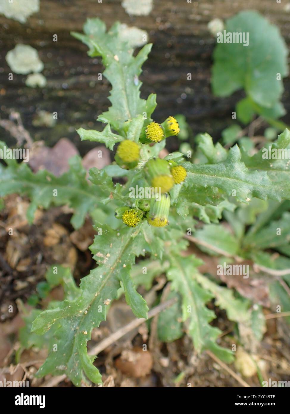 common groundsel (Senecio vulgaris) Plantae Stock Photo - Alamy
