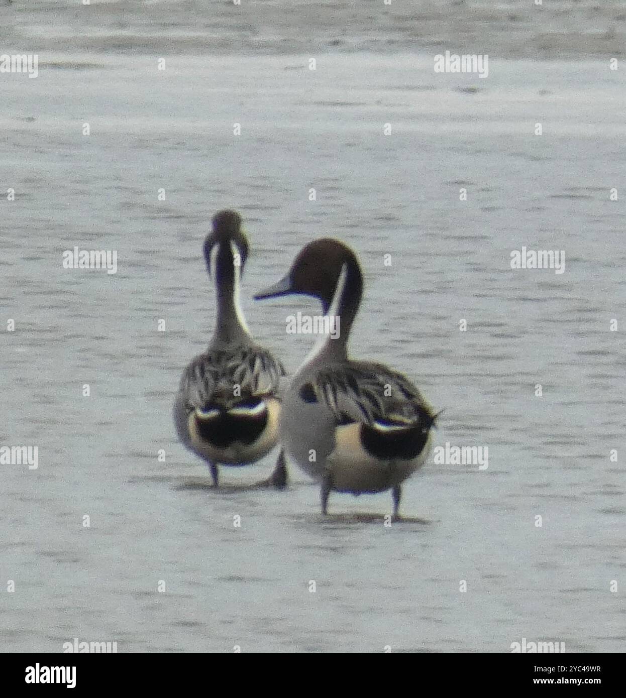 Northern Pintail (Anas acuta) Aves Stock Photo - Alamy