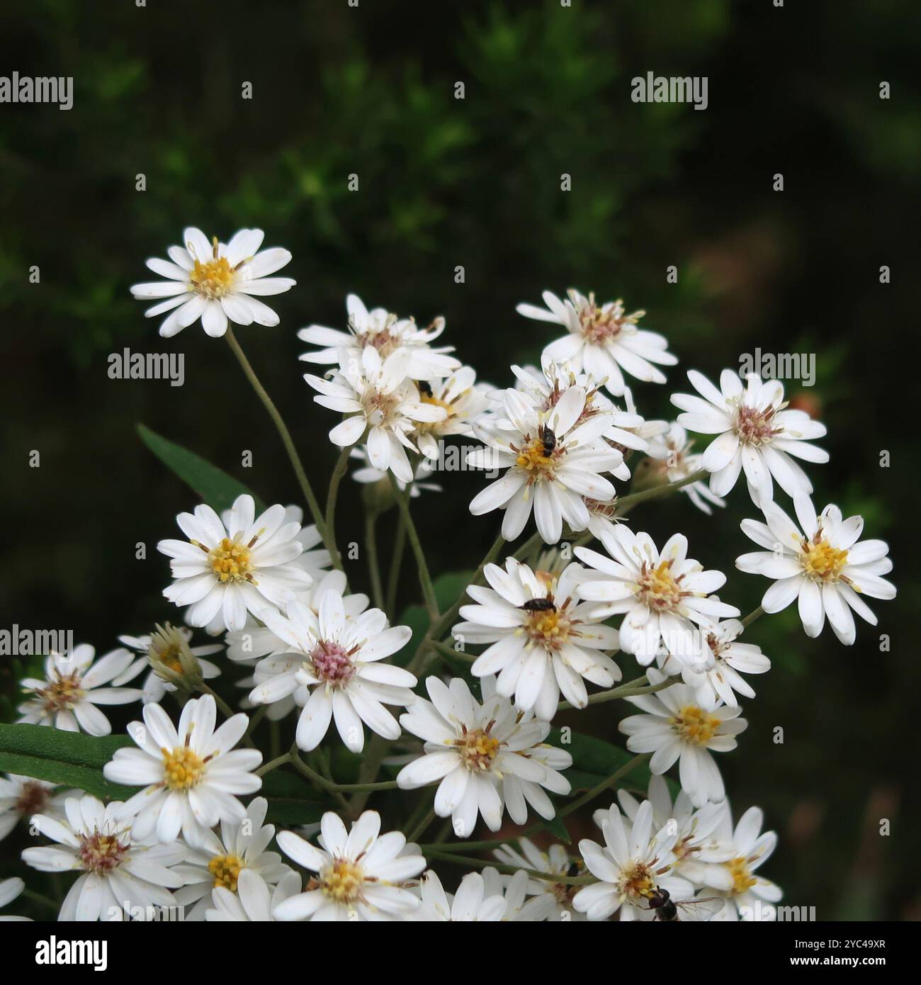 Asthma Bush (Olearia phlogopappa) Plantae Stock Photo - Alamy