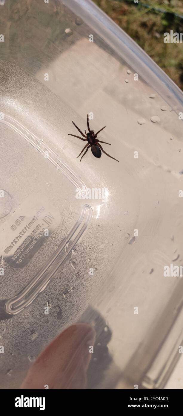 Teminius insularis hi-res stock photography and images - Alamy