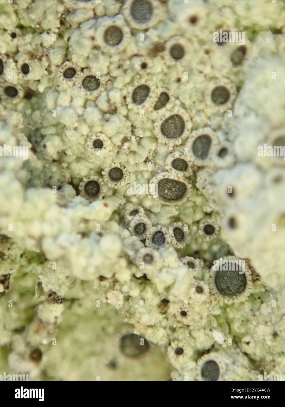 Cowpie Lichen (Diploschistes muscorum) Fungi Stock Photo - Alamy