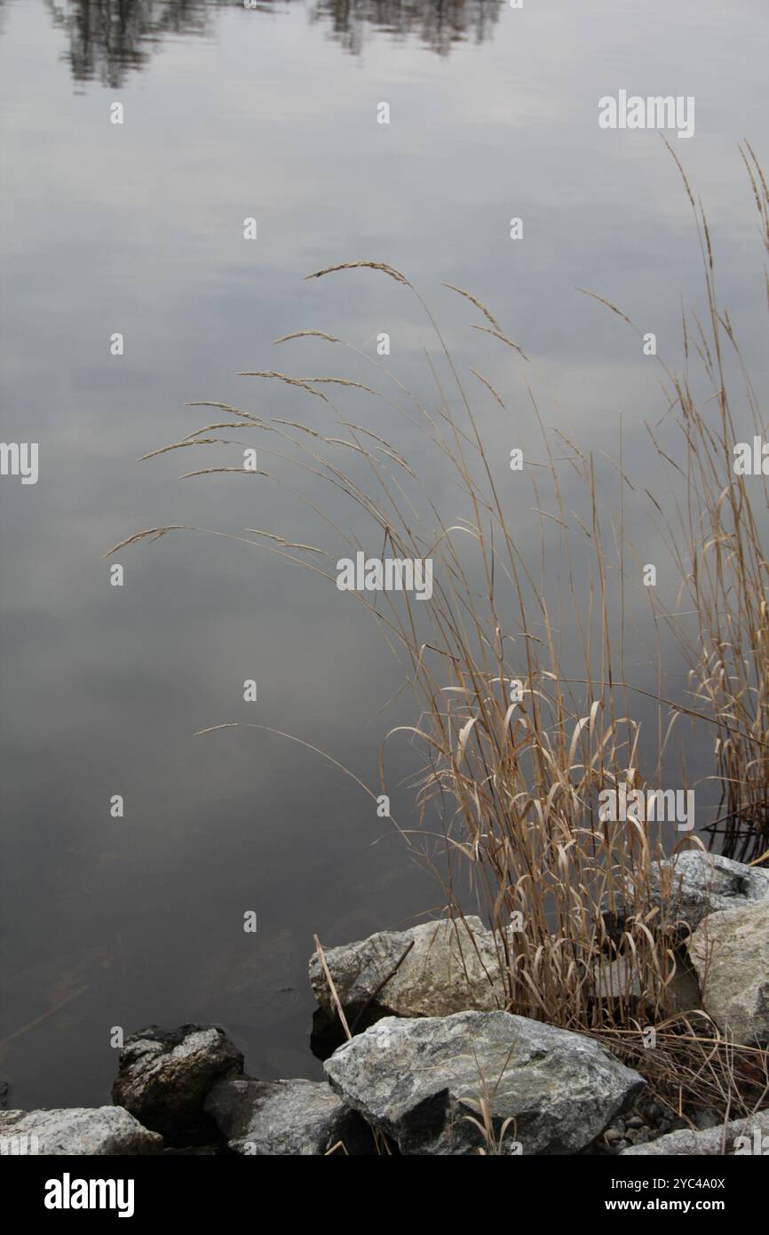 Bushgrass (Calamagrostis epigejos) Plantae Stock Photo - Alamy