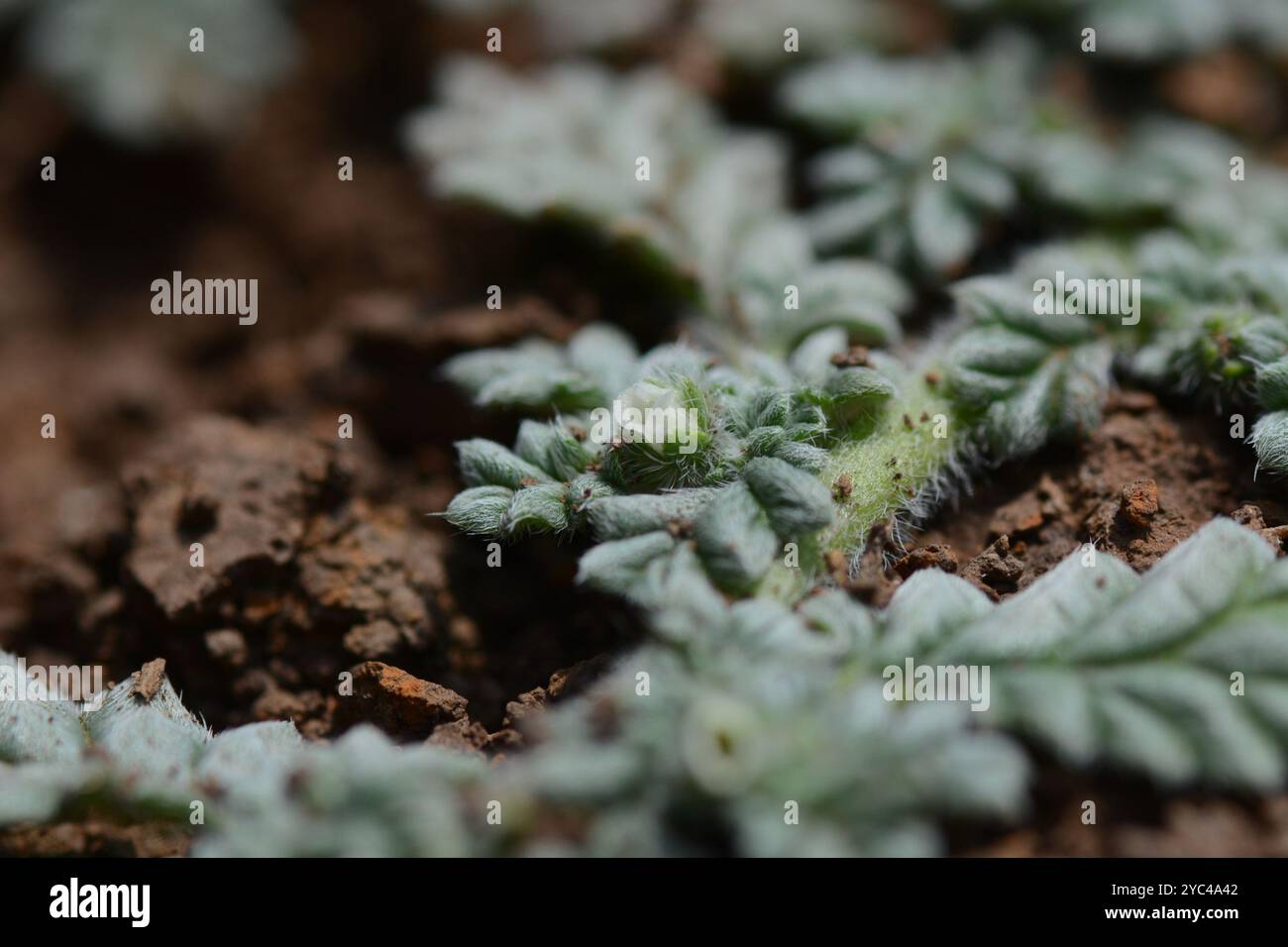 Coldenia hi-res stock photography and images - Alamy