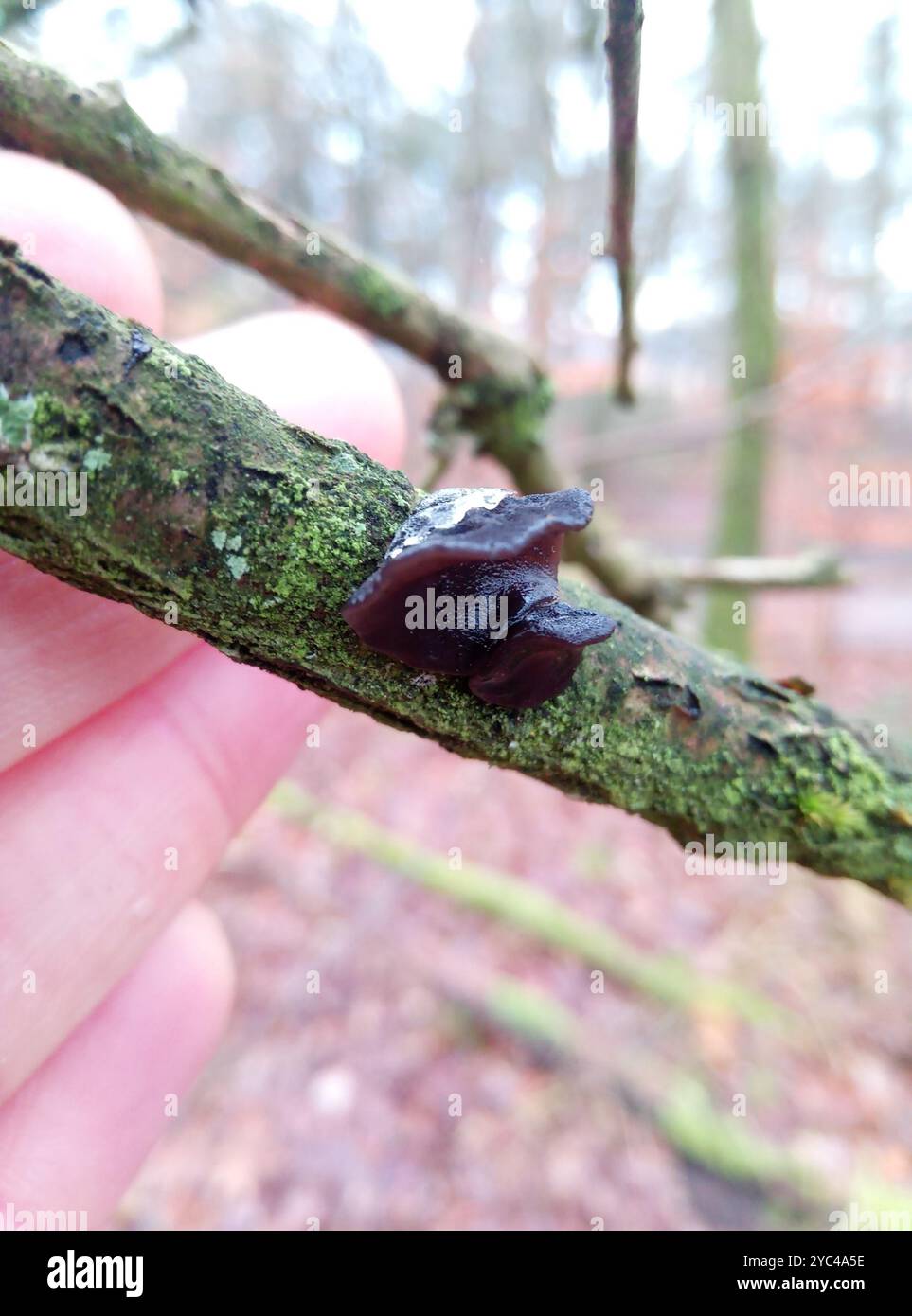 (Exidia truncata) Fungi Stock Photo - Alamy