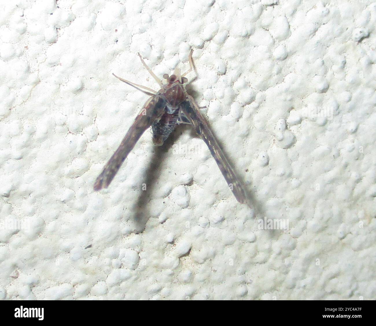 Derbidae hi-res stock photography and images - Alamy