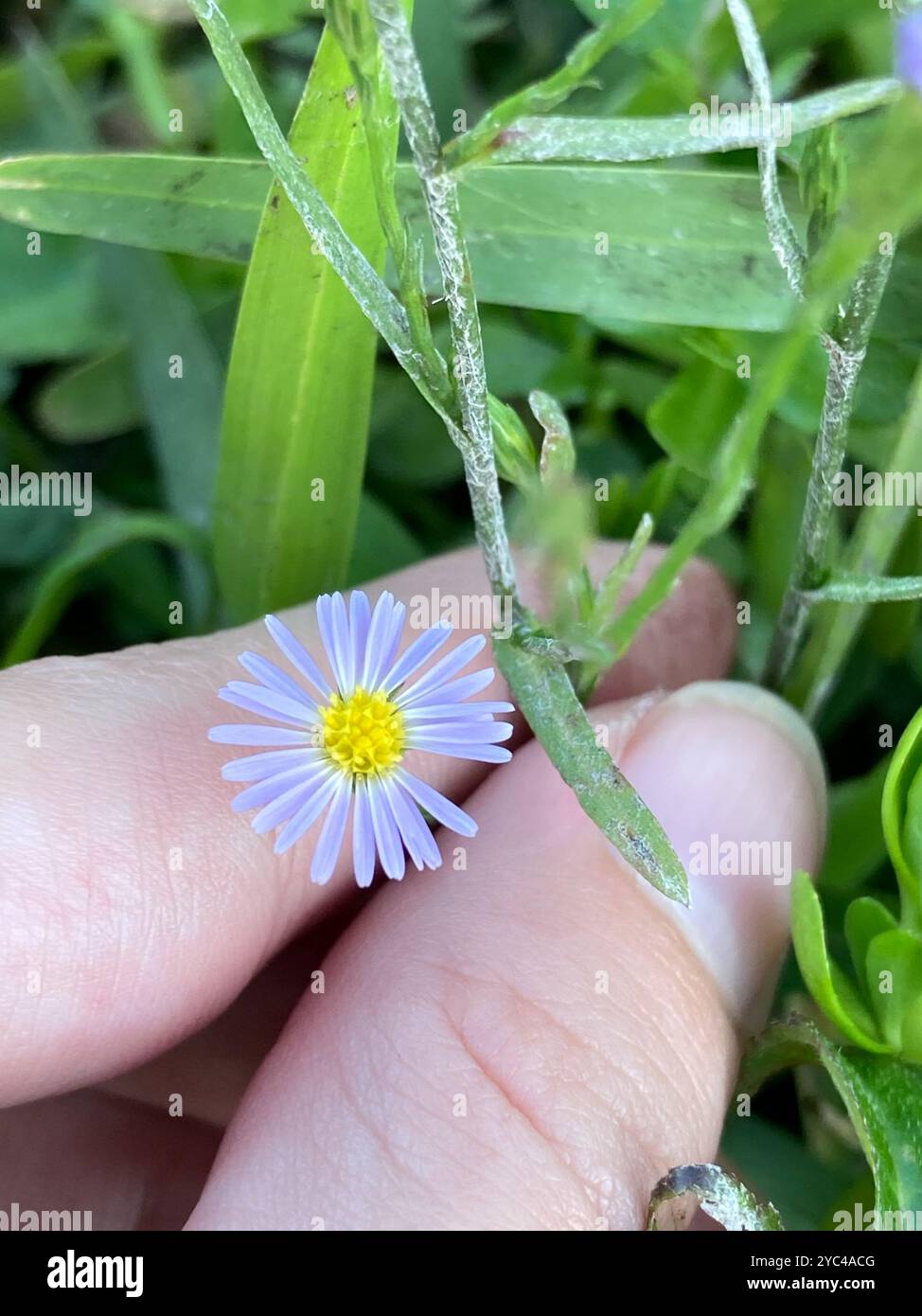 Bahaman aster (Symphyotrichum bahamense) Plantae Stock Photo - Alamy