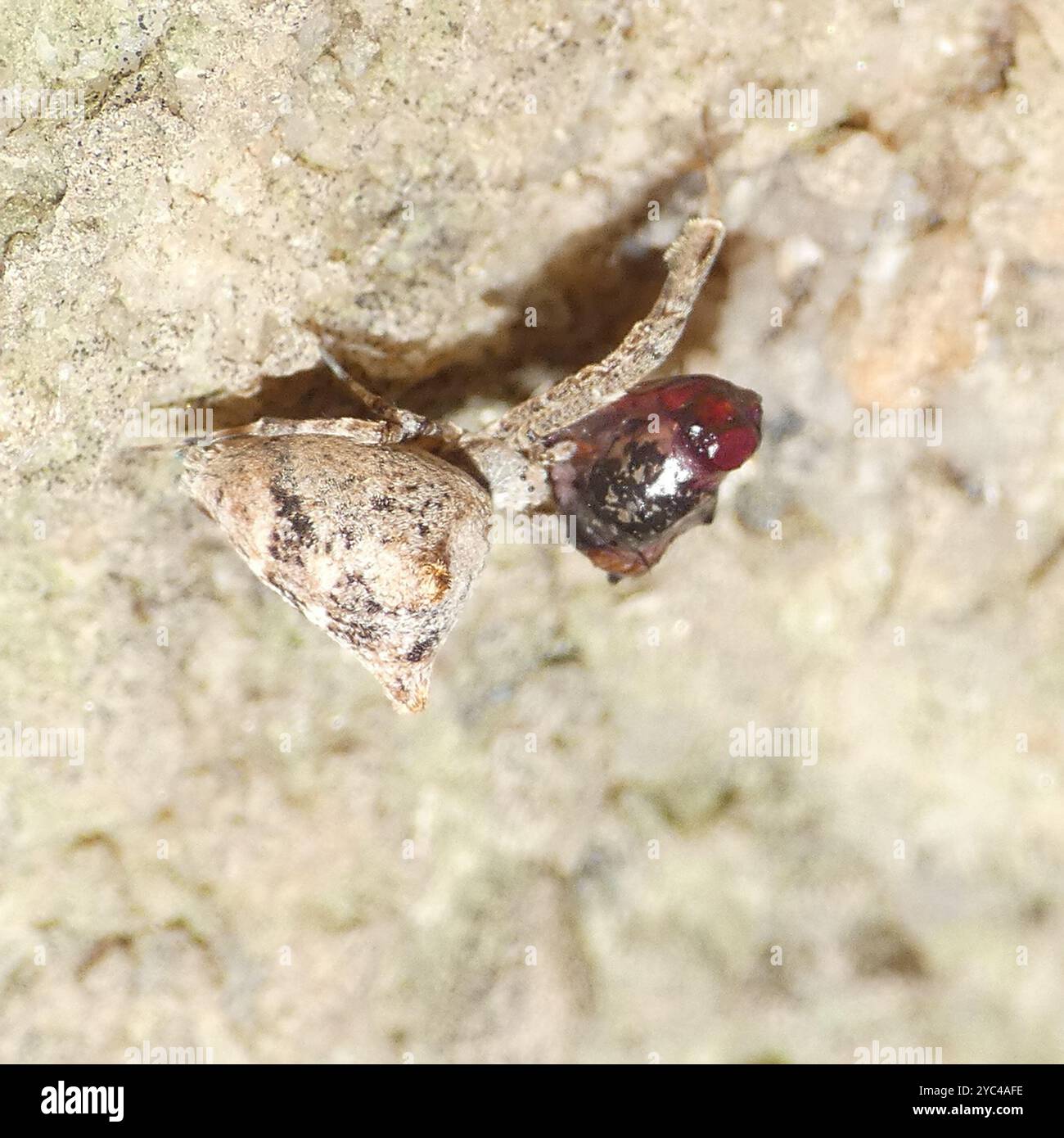 Hackled Orbweavers (Uloboridae) Arachnida Stock Photo - Alamy