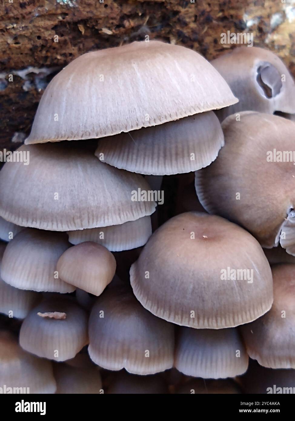common bonnet (Mycena galericulata) Fungi Stock Photo - Alamy