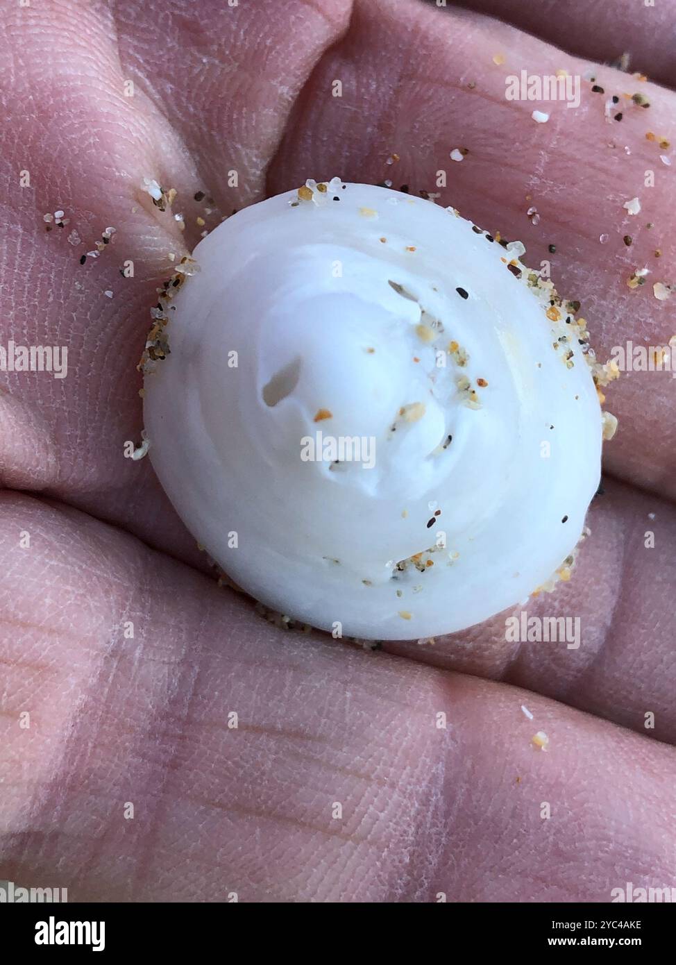 Whitecap Limpet (Acmaea mitra) Mollusca Stock Photo - Alamy