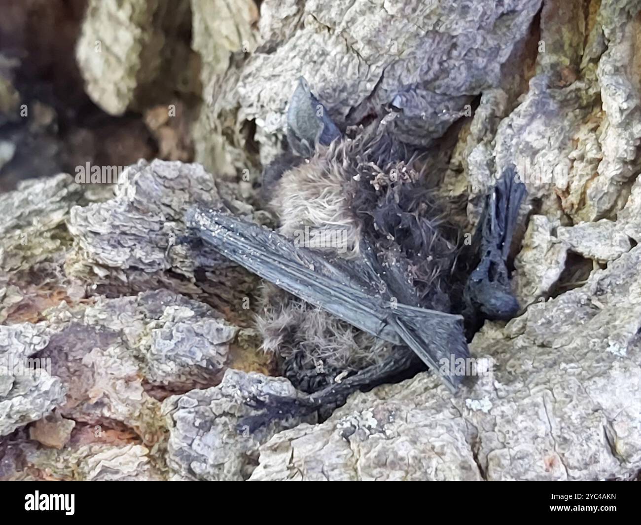 Northern Bat (Eptesicus nilssonii) Mammalia Stock Photo - Alamy