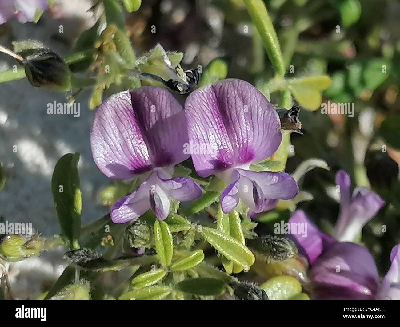 Creeping Fountainbush (Psoralea repens) Plantae Stock Photo - Alamy