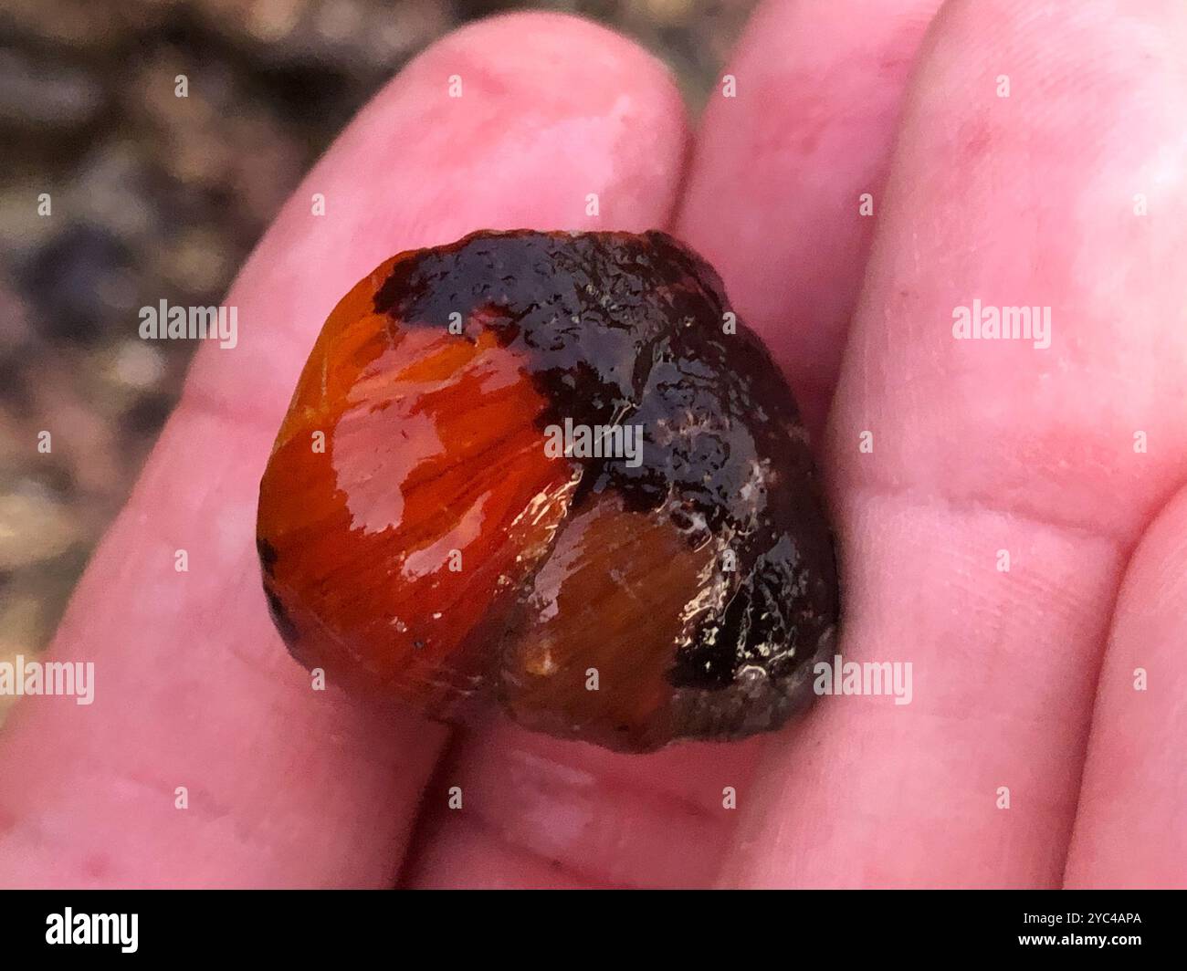 Tegula brunnea hi-res stock photography and images - Alamy