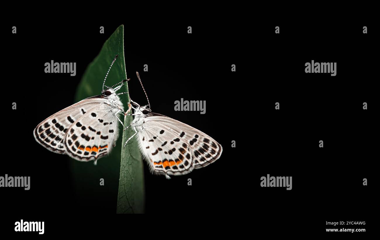 Gray butterfly hi-res stock photography and images - Alamy