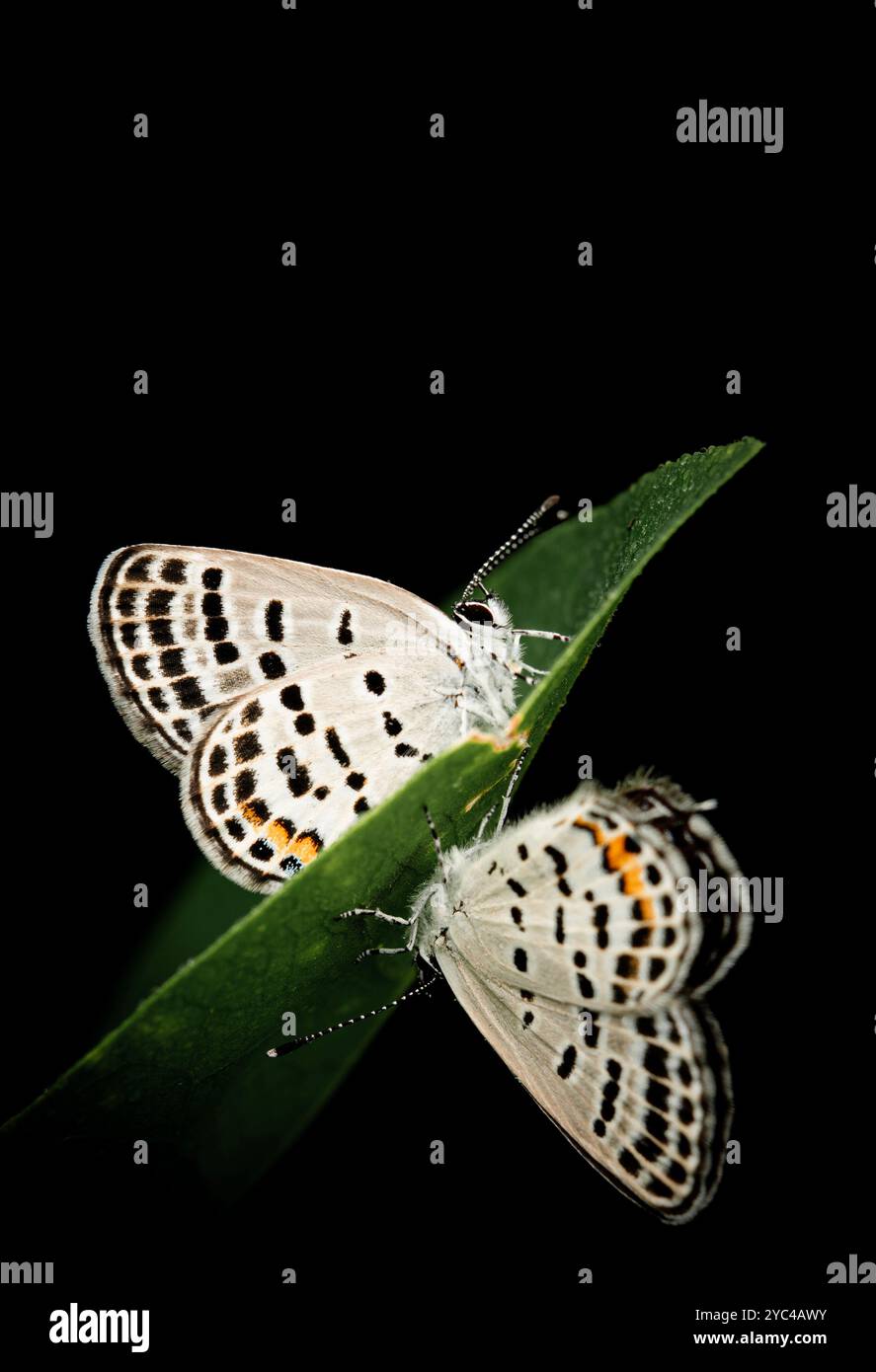 Gray butterfly hi-res stock photography and images - Alamy