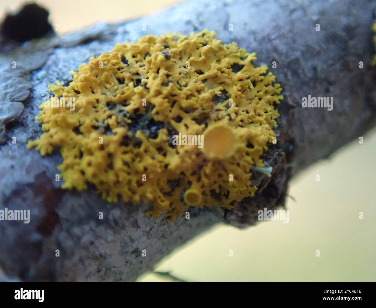 Pin-cushion Sunburst Lichen (Polycauliona polycarpa) Fungi Stock Photo ...