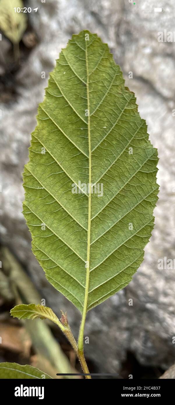 white alder (Alnus rhombifolia) Plantae Stock Photo - Alamy