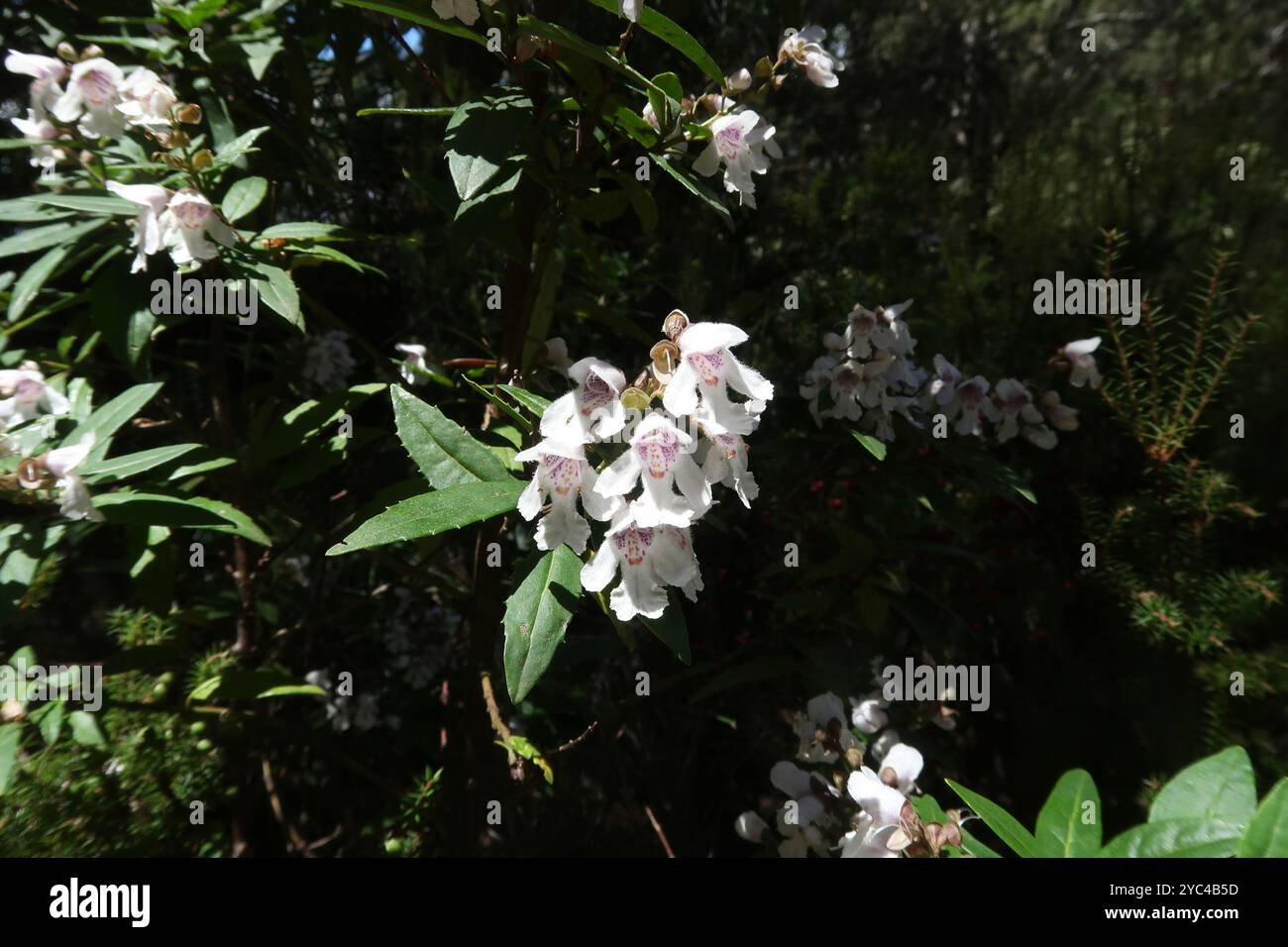 Christmas Bush (Prostanthera lasianthos) Plantae Stock Photo - Alamy