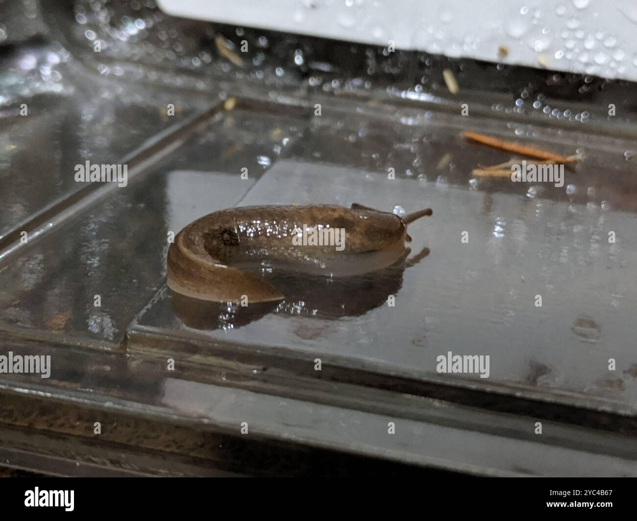 Tree slug (Lehmannia marginata) Mollusca Stock Photo - Alamy