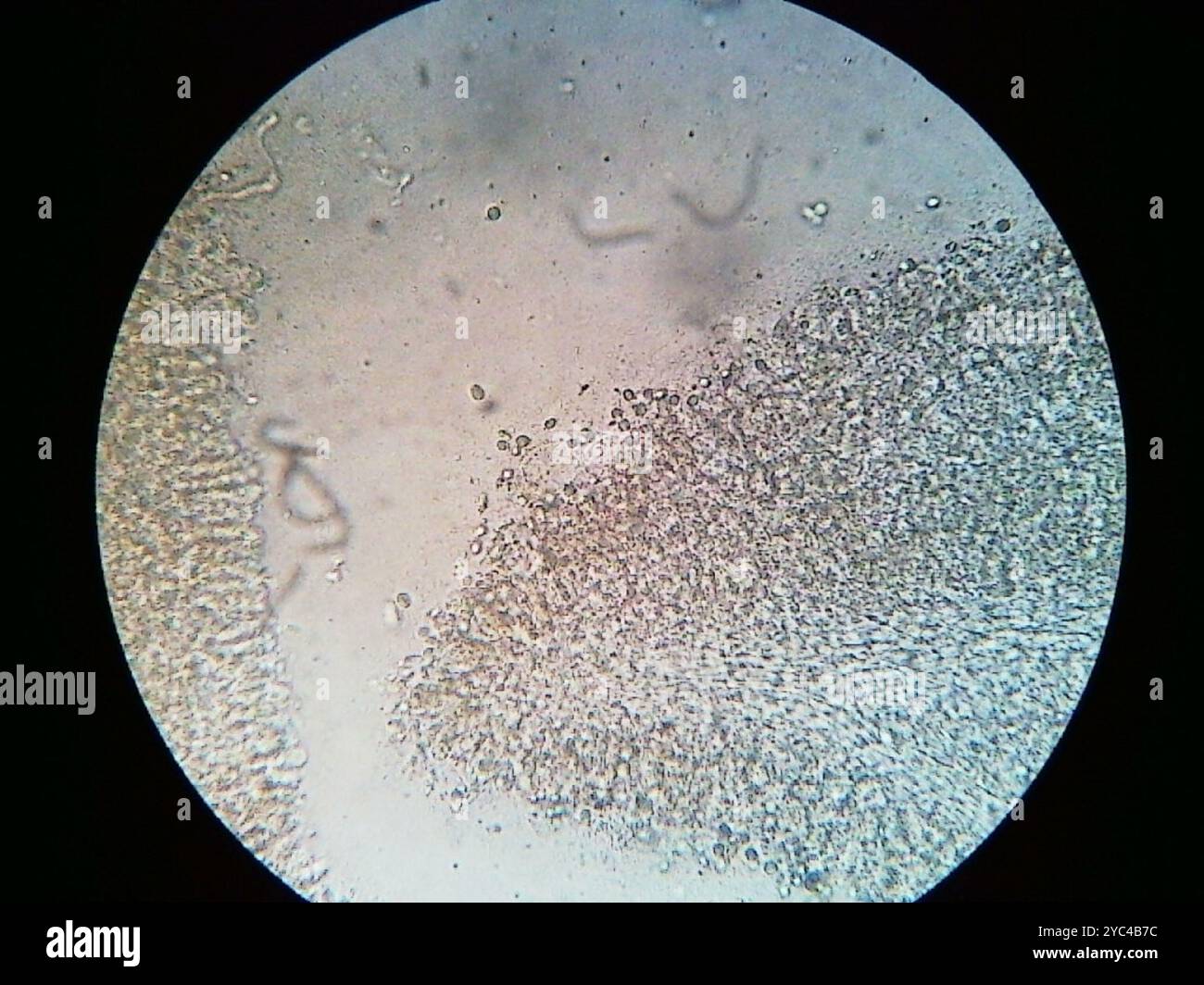 Iodine Bonnet (Mycena filopes) Fungi Stock Photo - Alamy